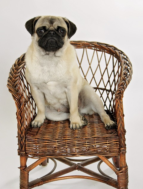 PUG Stand In | PugEnvy